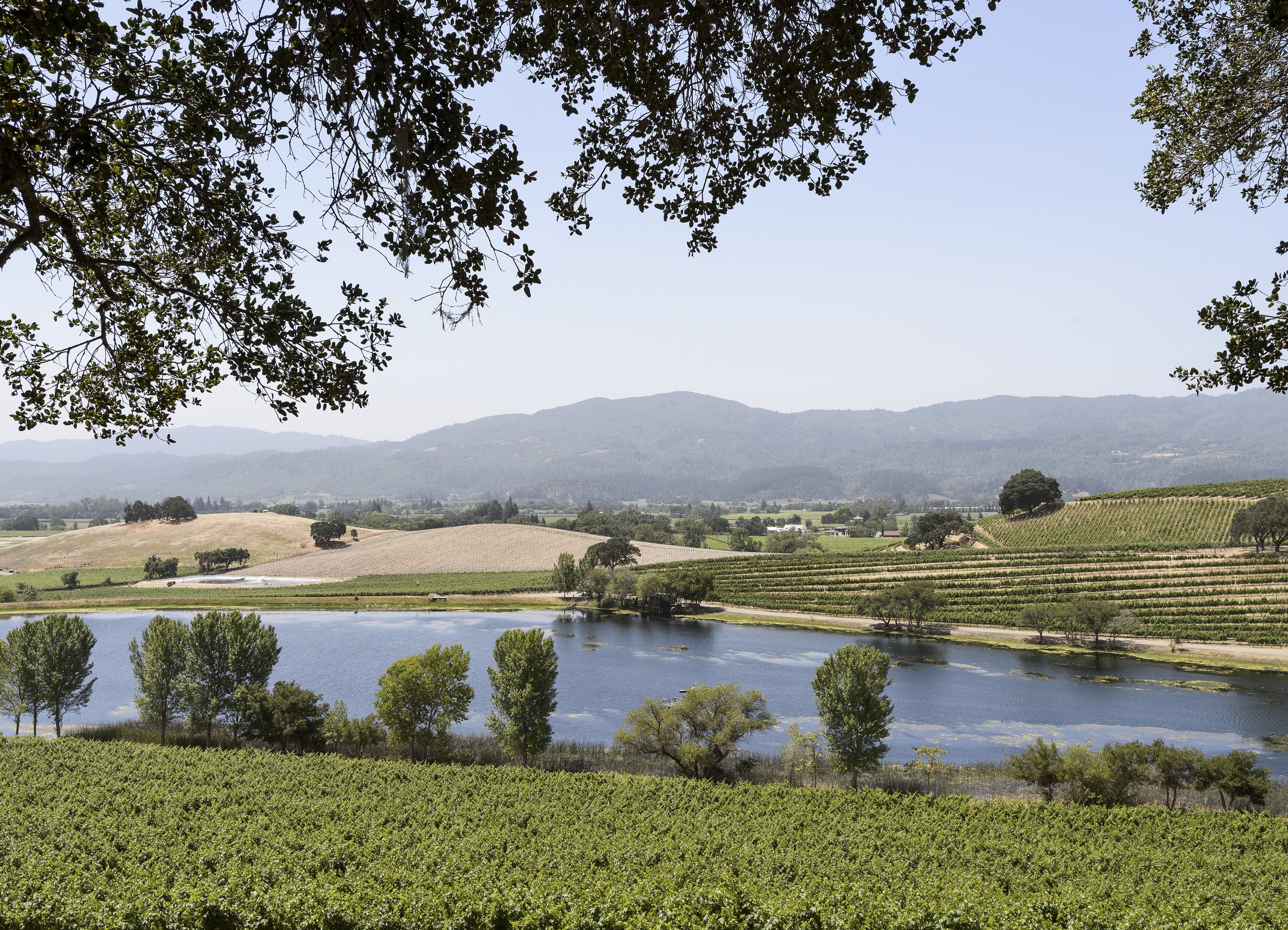 Quintessa Estate - Walker Warner