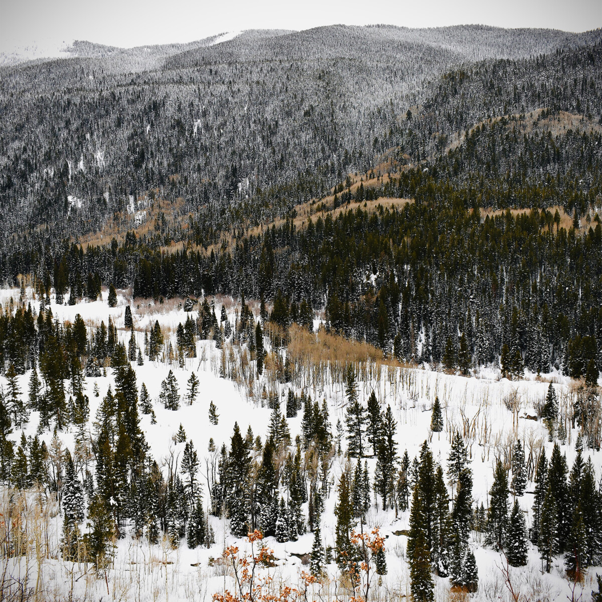 Ethos - Walker Warner